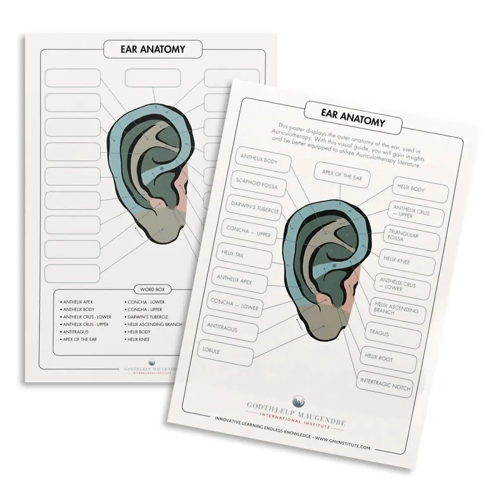 Ear Anatomy Chart – Prime Natural Foods