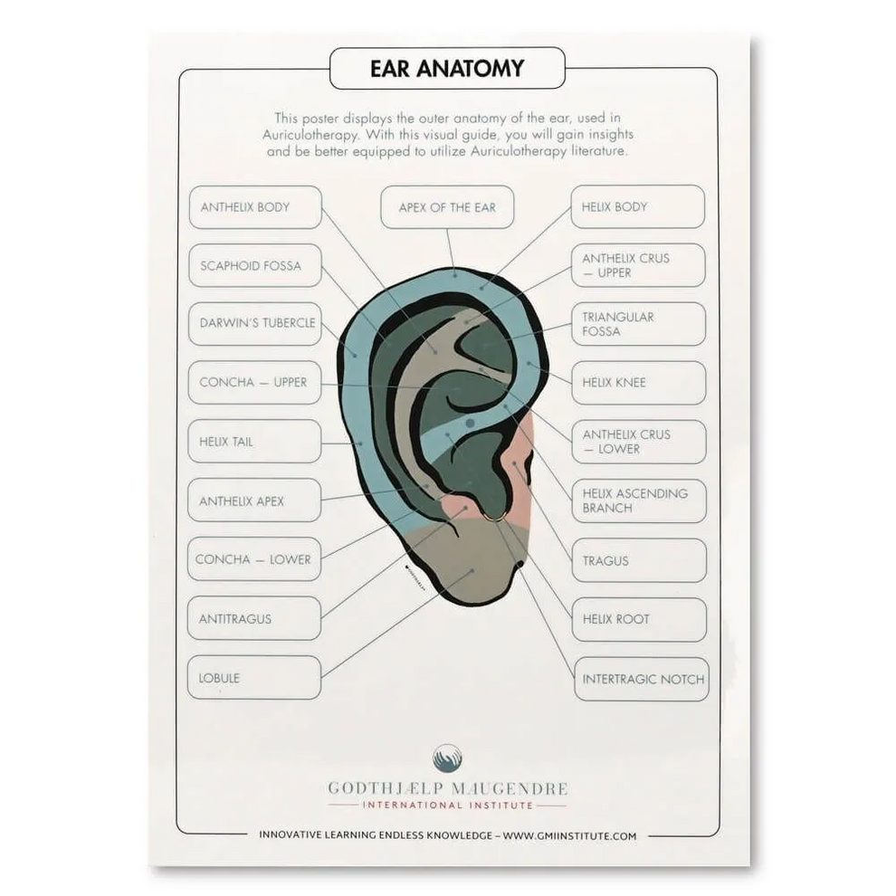 Ear Anatomy Chart – Prime Natural Foods